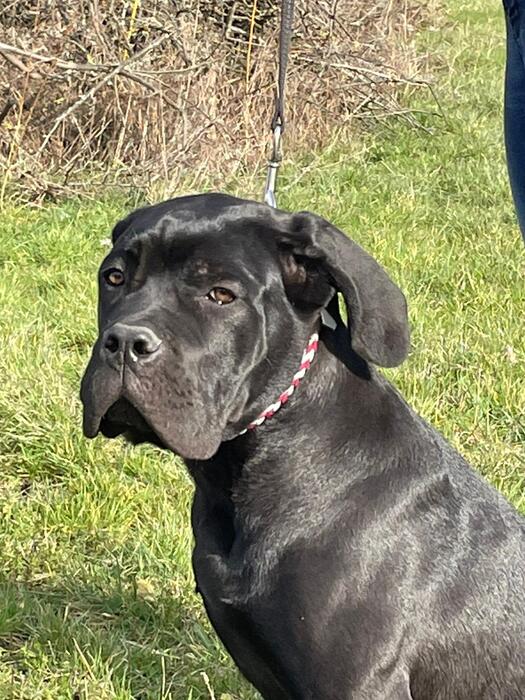 Lorenzo / Jax :: canecorsogersheim